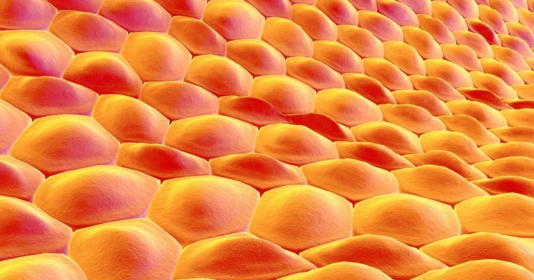 Researchers make a breakthrough in 3D printing of human tissue - DH Arab